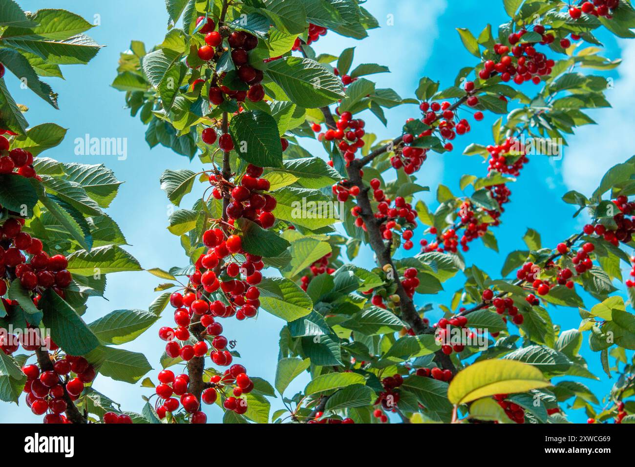 Red cherries tree hi-res stock photography and images - Alamy