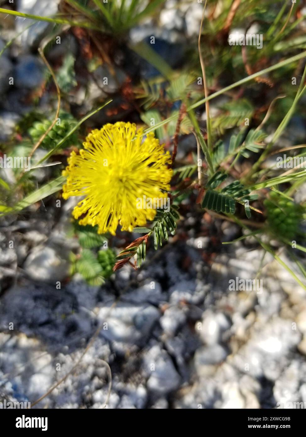 Yellow Puff (Neptunia lutea) Plantae Stock Photo - Alamy