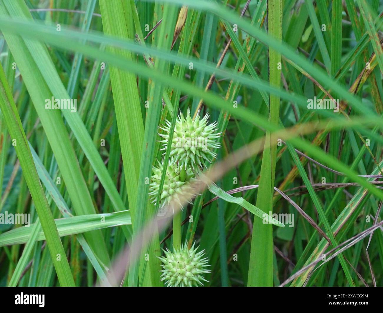 American bur-reed (Sparganium americanum) Plantae Stock Photo - Alamy