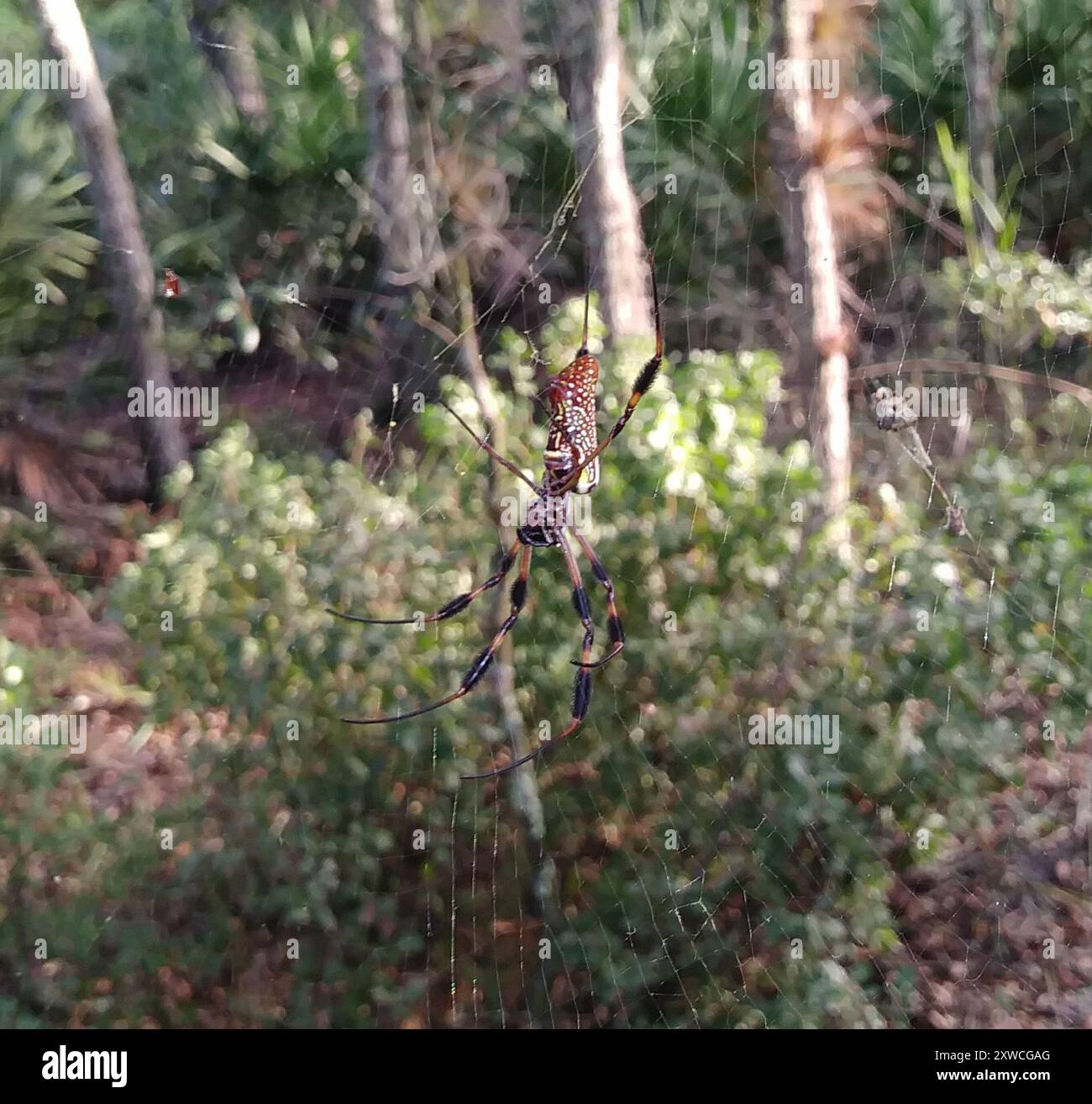 Golden Silk Spider (Trichonephila clavipes) Arachnida Stock Photo - Alamy