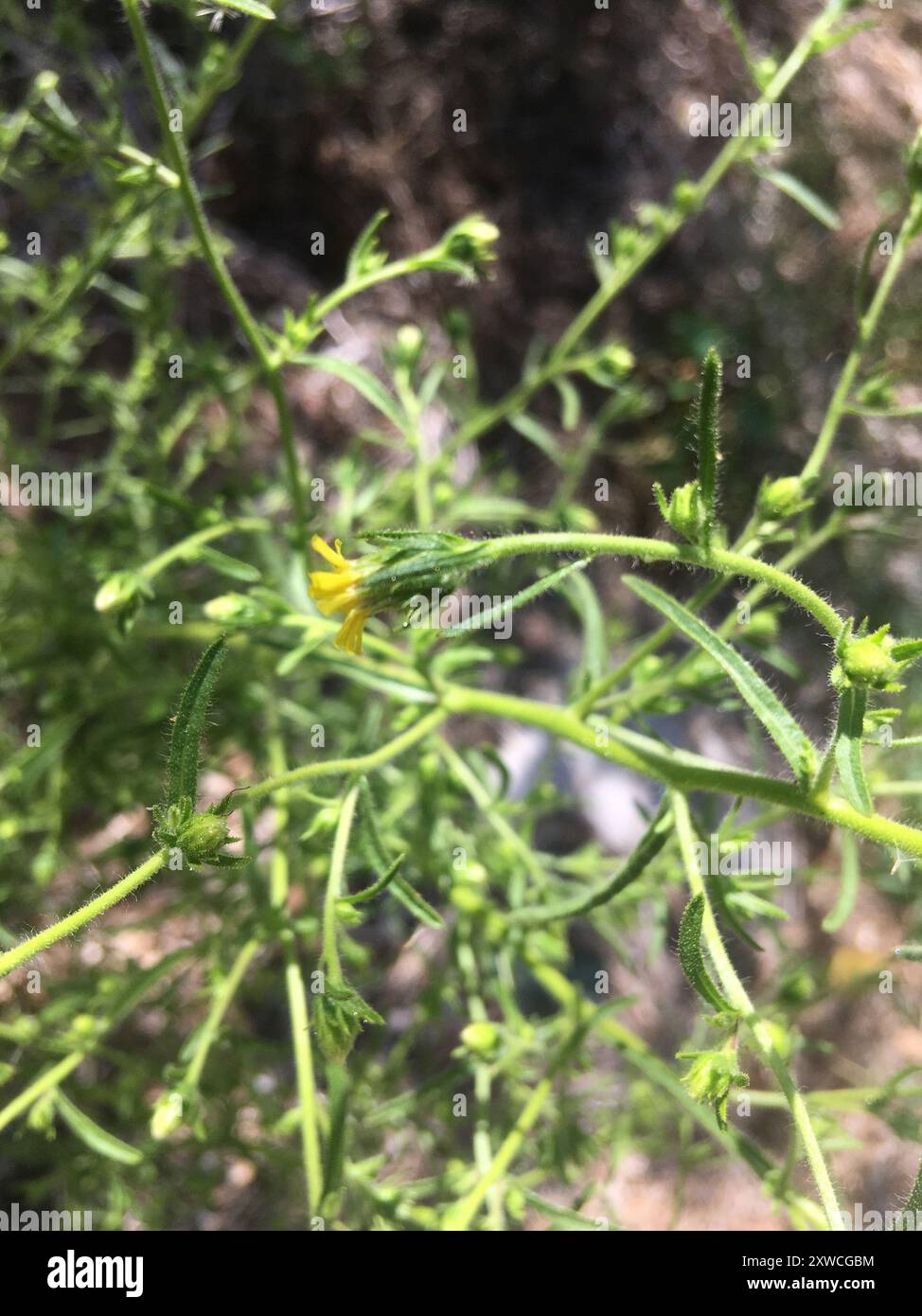 Stinkwort (Dittrichia graveolens) Plantae Stock Photo - Alamy