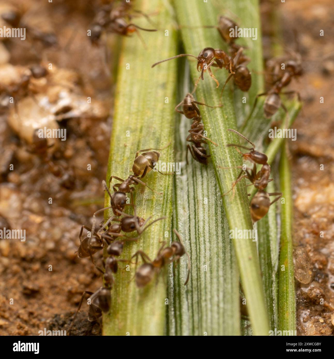 Argentine Ant (Linepithema humile) Insecta Stock Photo - Alamy