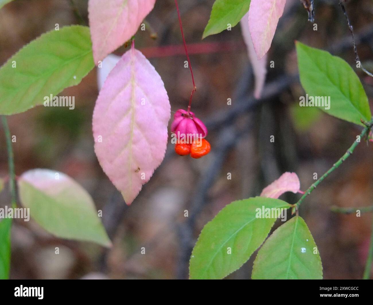 Warty-barked Spindle (Euonymus verrucosus) Plantae Stock Photo - Alamy