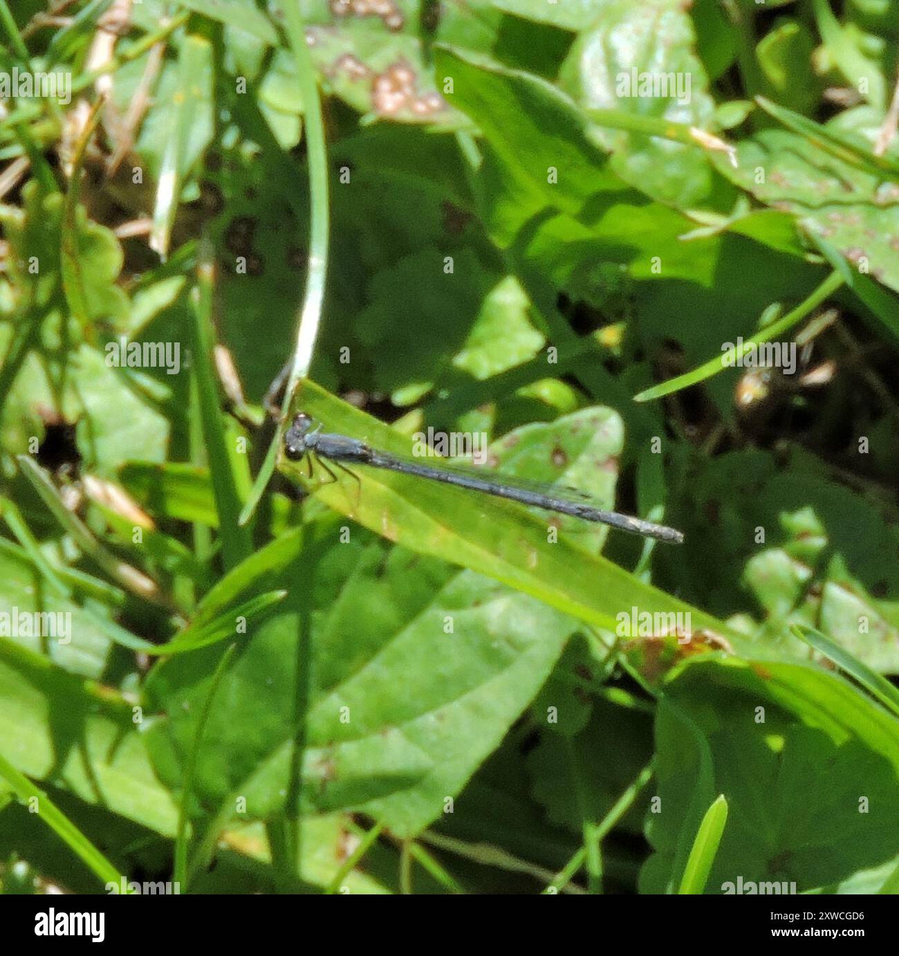 Eastern Forktail (Ischnura verticalis) Insecta Stock Photo - Alamy