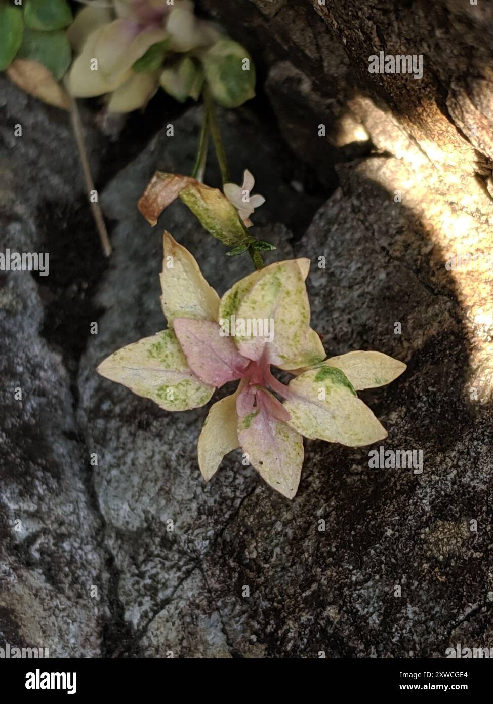 vascular plants (Tracheophyta) Plantae Stock Photo - Alamy
