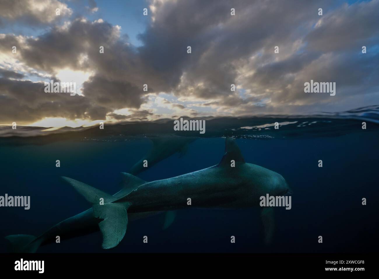 Dolphins swimming inside the barrier reef of Mayotte lagoon Indian ...
