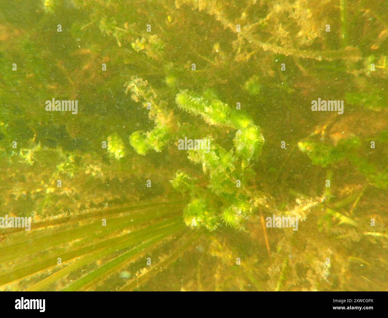 Canadian Waterweed (Elodea canadensis) Plantae Stock Photo - Alamy