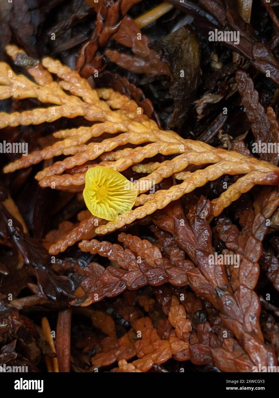 Western Yellow Mycena (Mycena oregonensis) Fungi Stock Photo - Alamy