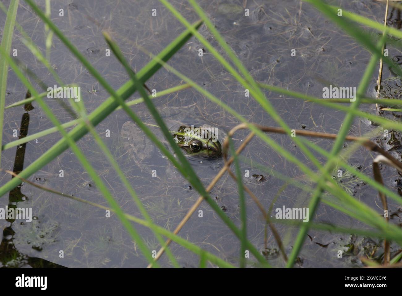 Pool Frog (Pelophylax lessonae lessonae) Amphibia Stock Photo - Alamy