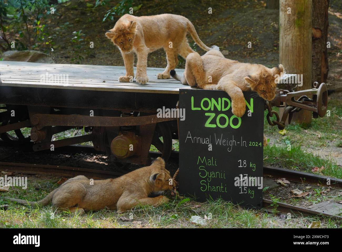 Lion cubs, Mali, Syanii and Shanti during the annual weigh-in at ZSL ...