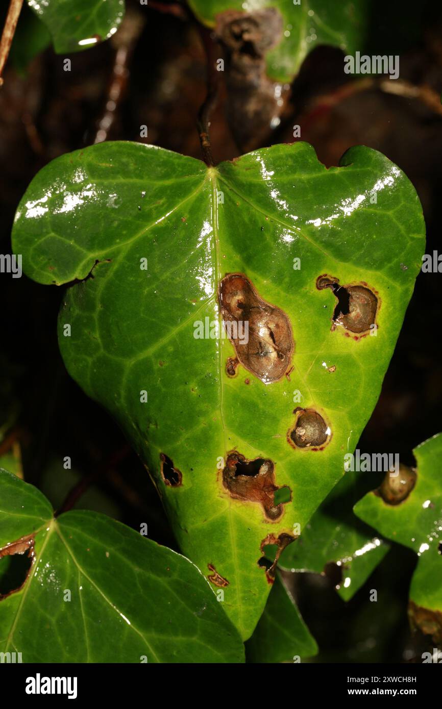 Leaf spot of ivy (Boeremia hedericola) Fungi Stock Photo - Alamy