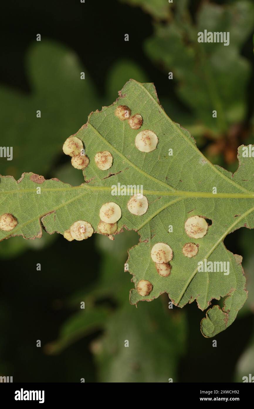 Common Spangle Gall Wasp (Neuroterus quercusbaccarum) Insecta Stock ...