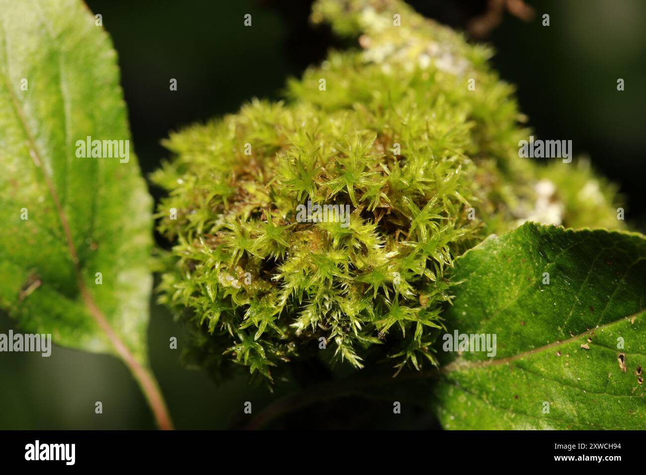 Wood Bristle-moss (Lewinskya affinis) Plantae Stock Photo - Alamy