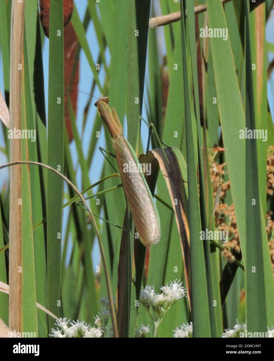 Chinese Mantis (Tenodera sinensis) Insecta Stock Photo - Alamy