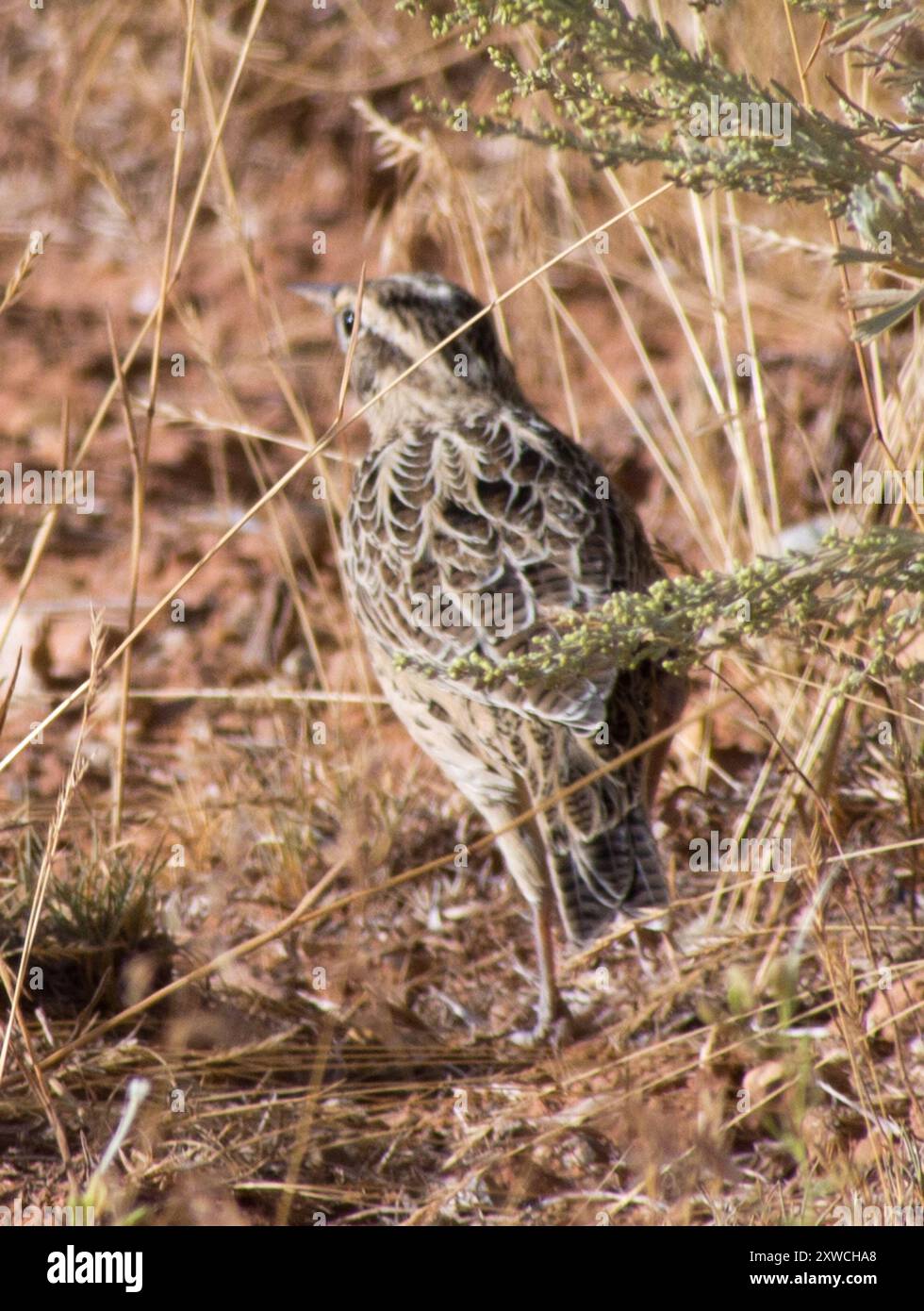 Western Meadowlark (Sturnella neglecta) Aves Stock Photo - Alamy