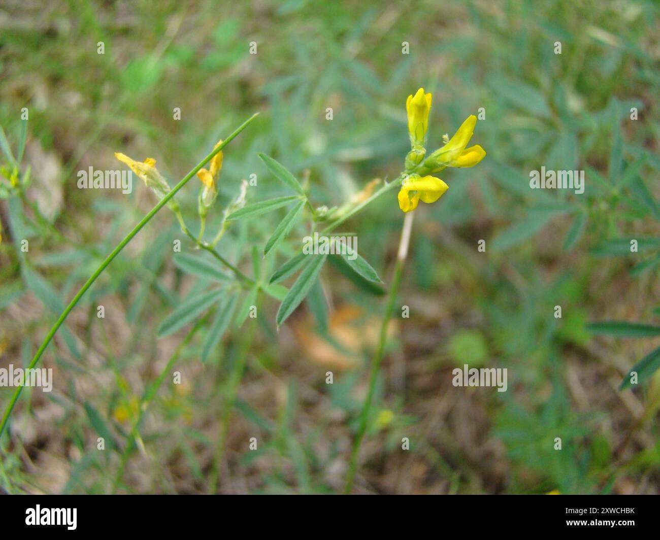 sickle alfalfa (Medicago falcata) Plantae Stock Photo - Alamy