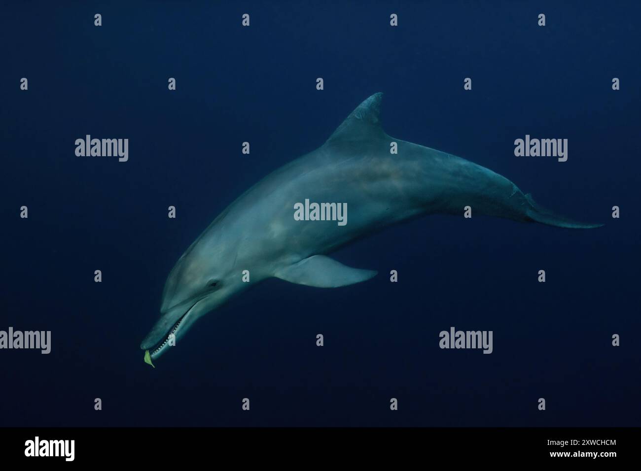 Dolphins swimming inside the barrier reef of Mayotte lagoon Indian ...