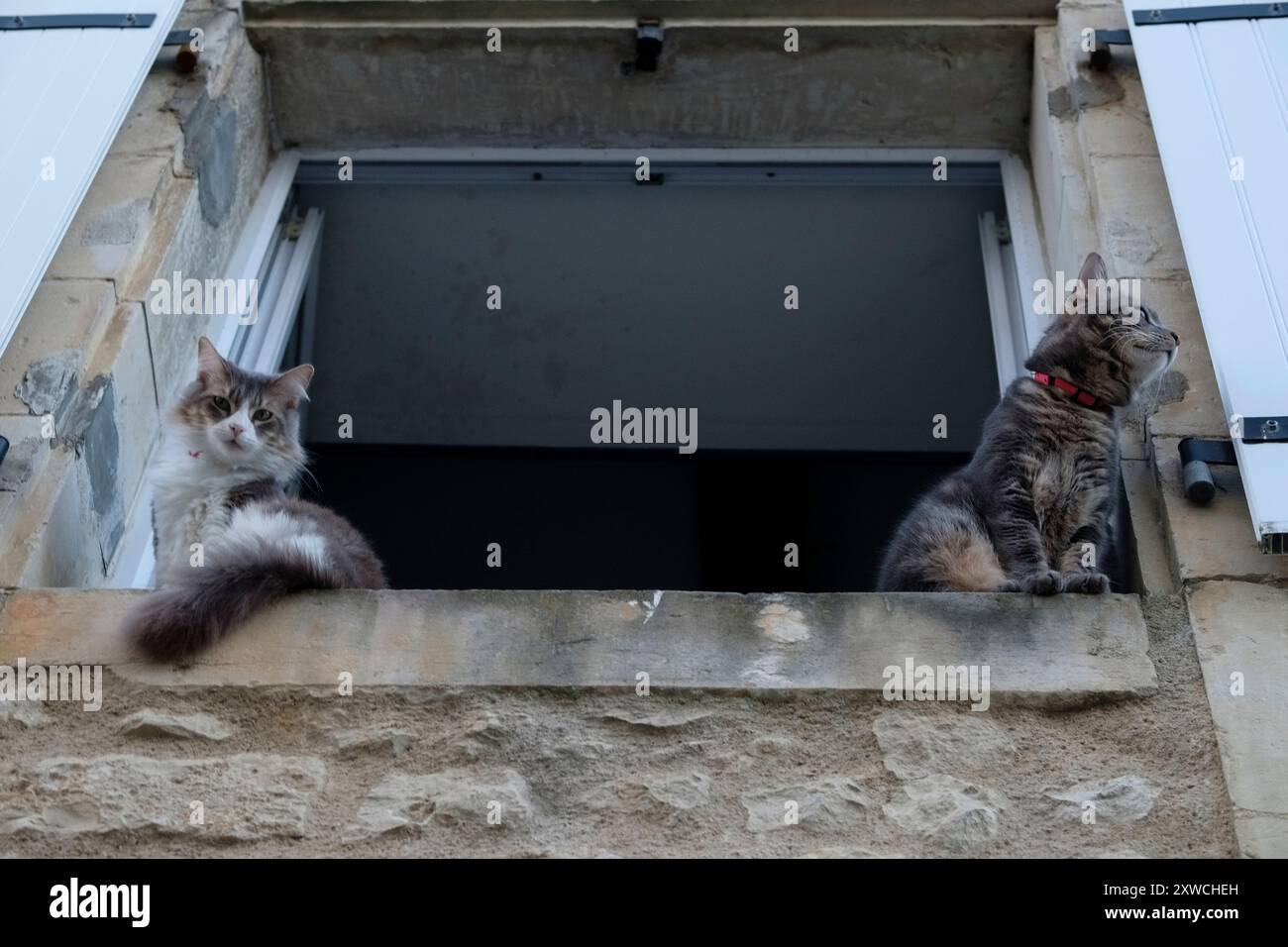 Cats in the window of a house in Rue Jean Jacques Rousseau Civray ...