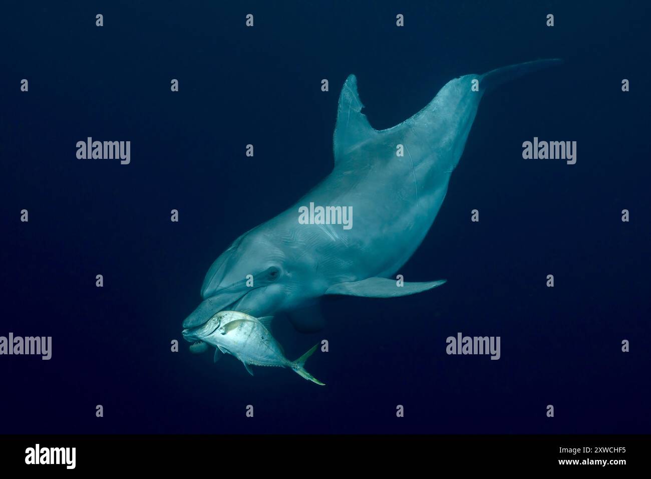Dolphins swimming inside the barrier reef of Mayotte lagoon Indian ...