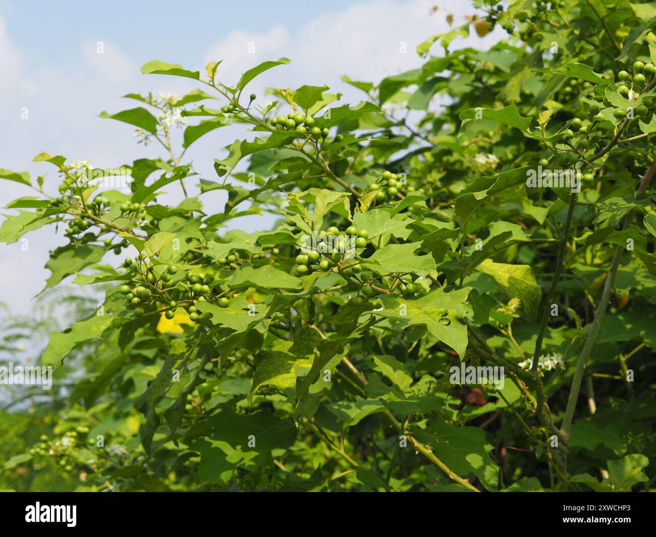 Turkey Berry (Solanum torvum) Plantae Stock Photo - Alamy
