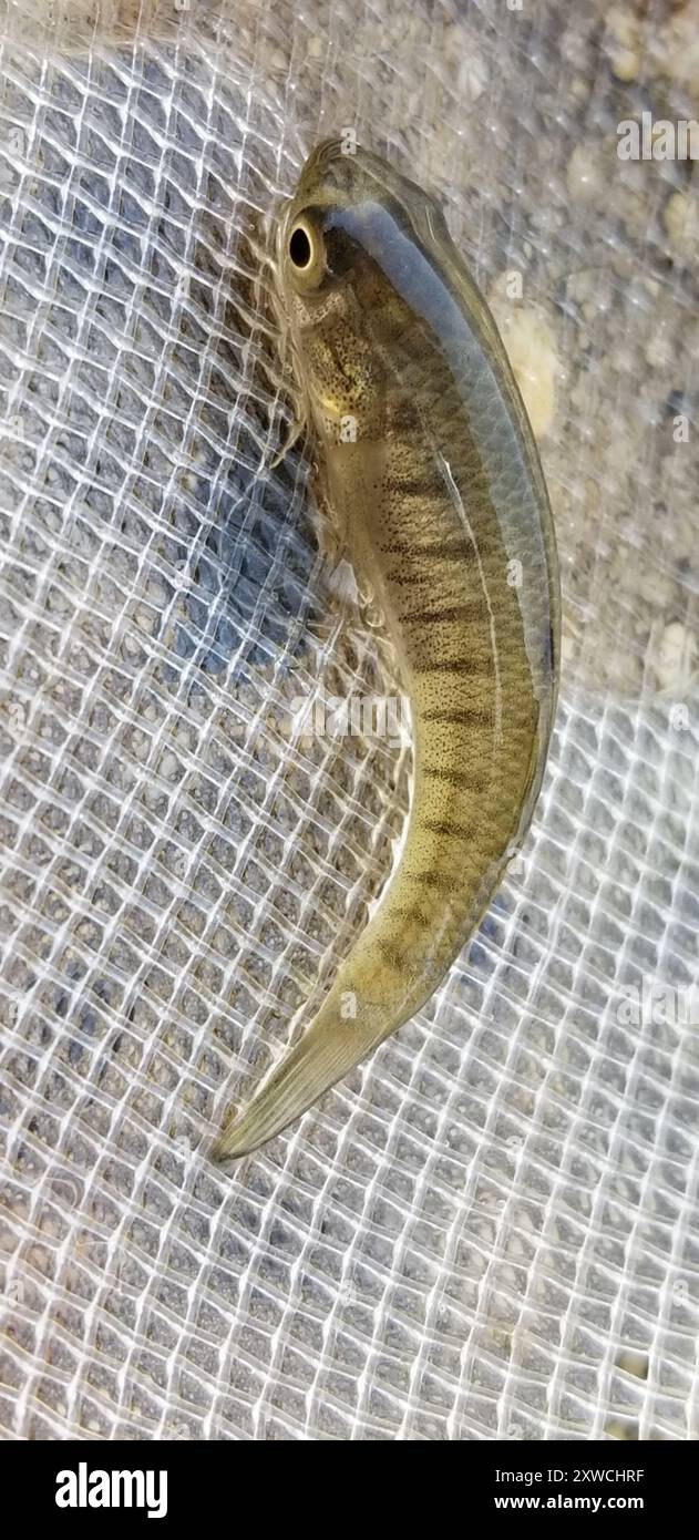 Mummichog (Fundulus heteroclitus) Actinopterygii Stock Photo - Alamy