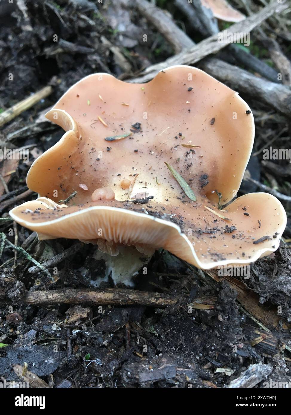 Funnels (Clitocybe) Fungi Stock Photo - Alamy