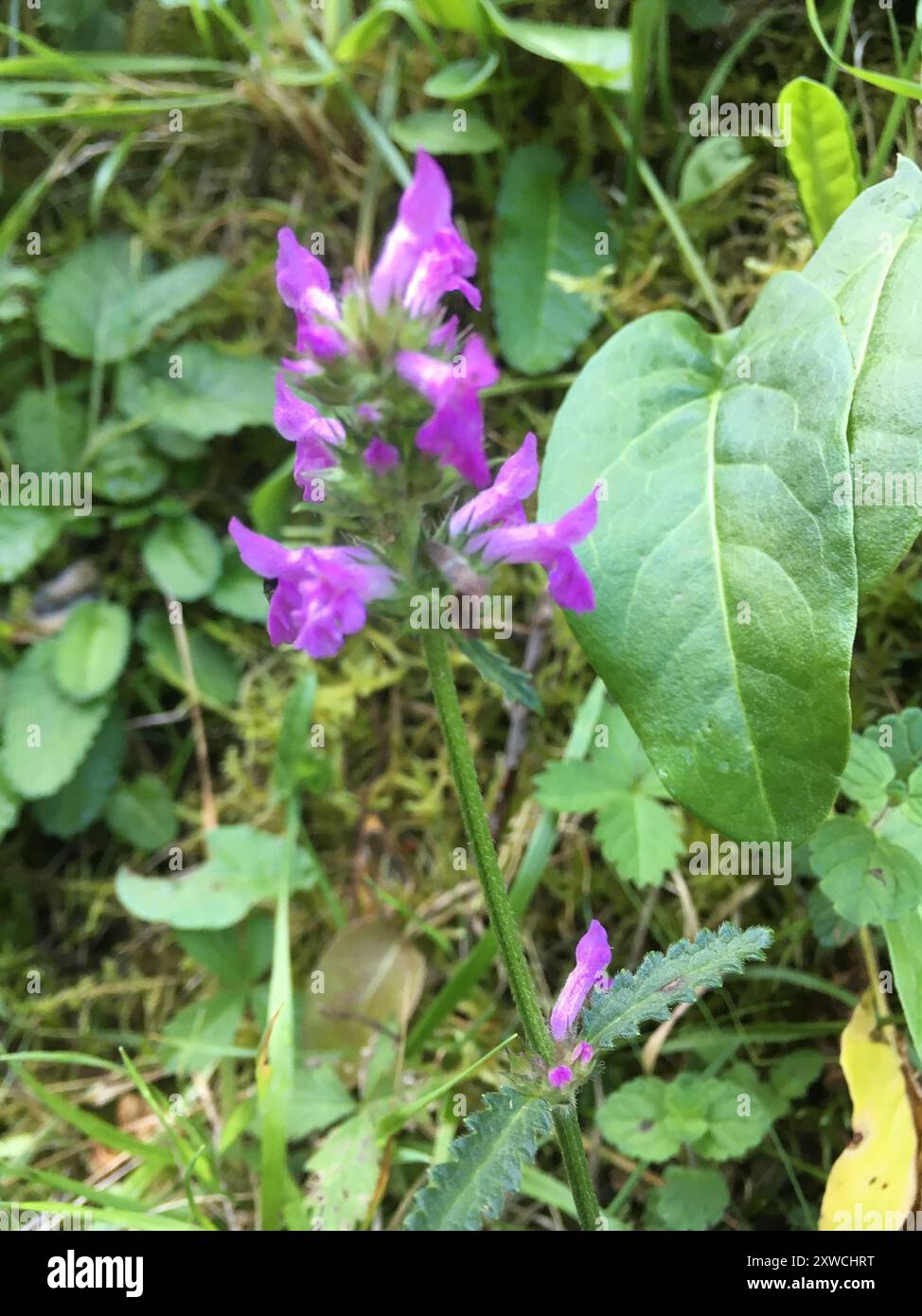 common hedge-nettle (Betonica officinalis) Plantae Stock Photo - Alamy