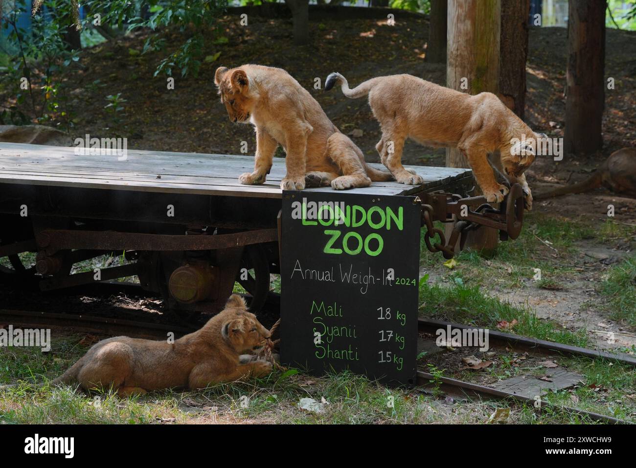 Lion cubs, Mali, Syanii and Shanti during the annual weigh-in at ZSL ...