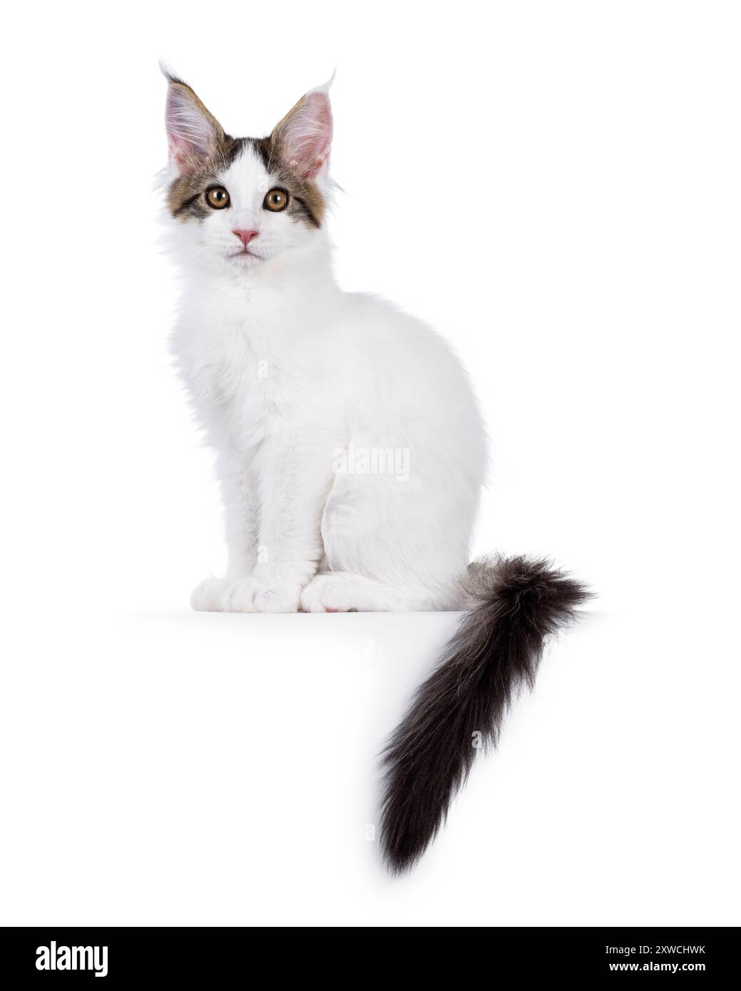 Beautiful van Maine Coon cat kitten, sitting side ways on edge. Looking ...