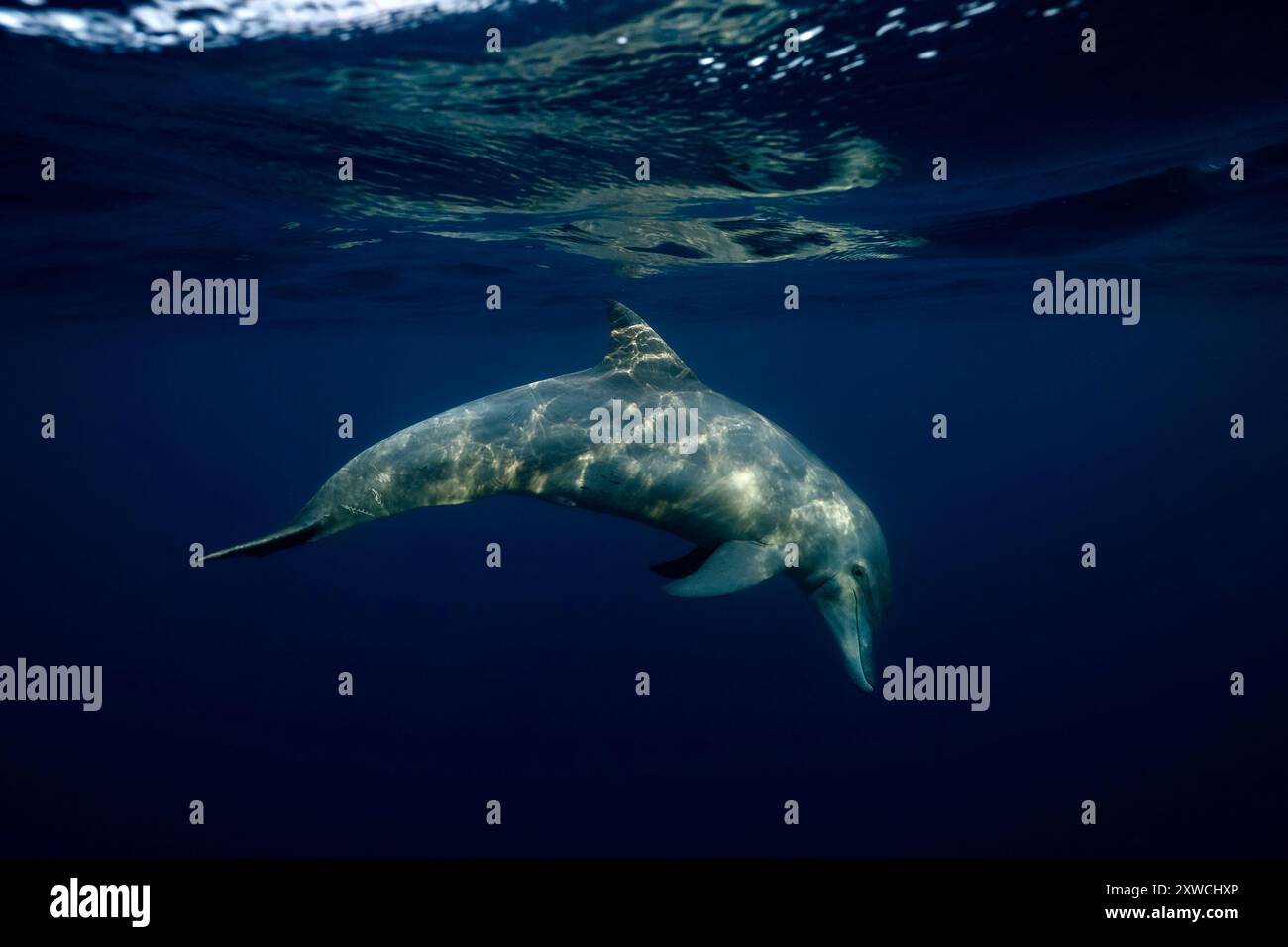 Dolphins swimming inside the barrier reef of Mayotte lagoon Indian ...