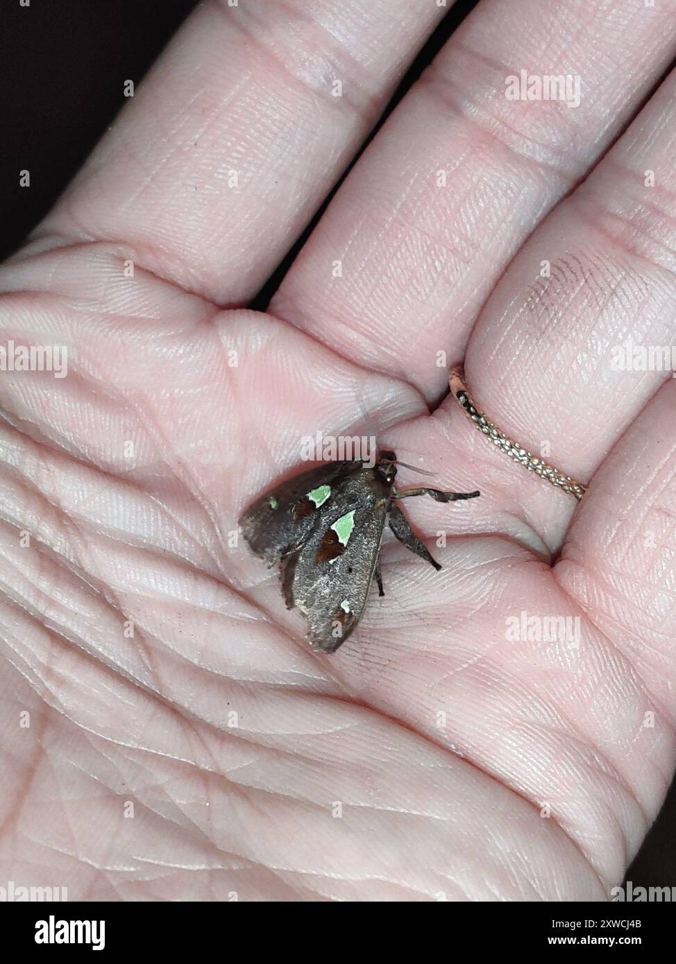 Spiny Oak-slug Moth (Euclea delphinii) Insecta Stock Photo - Alamy