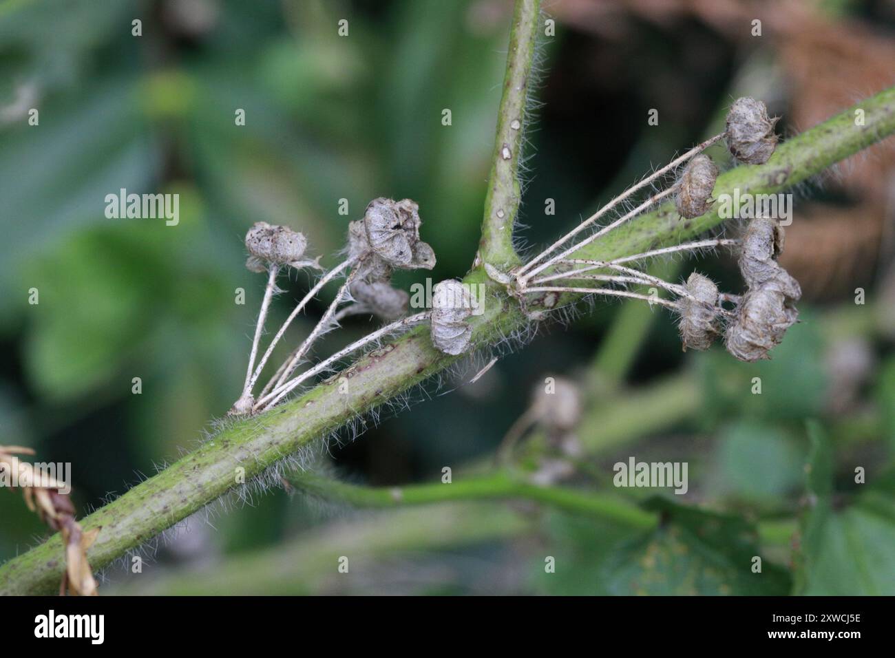 Tree Mallow (Malva arborea) Plantae Stock Photo - Alamy