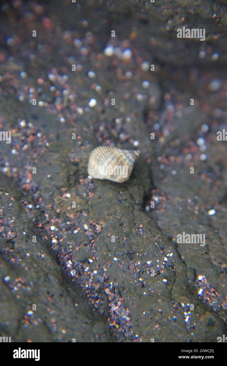 (Tectarius striatus) Mollusca Stock Photo - Alamy