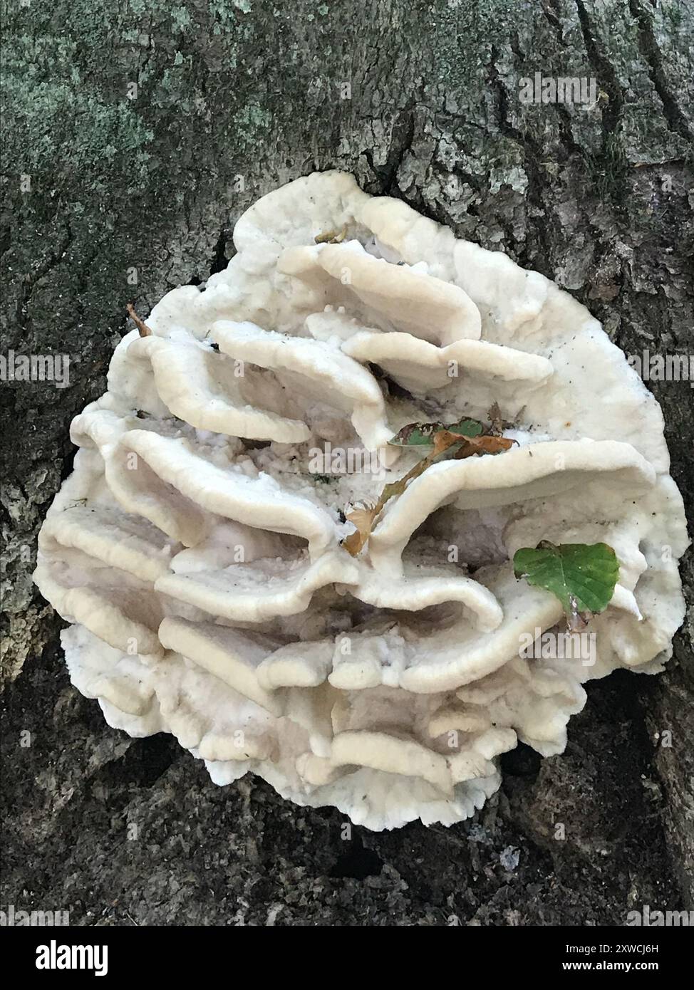Northern Tooth (Climacodon septentrionalis) Fungi Stock Photo - Alamy