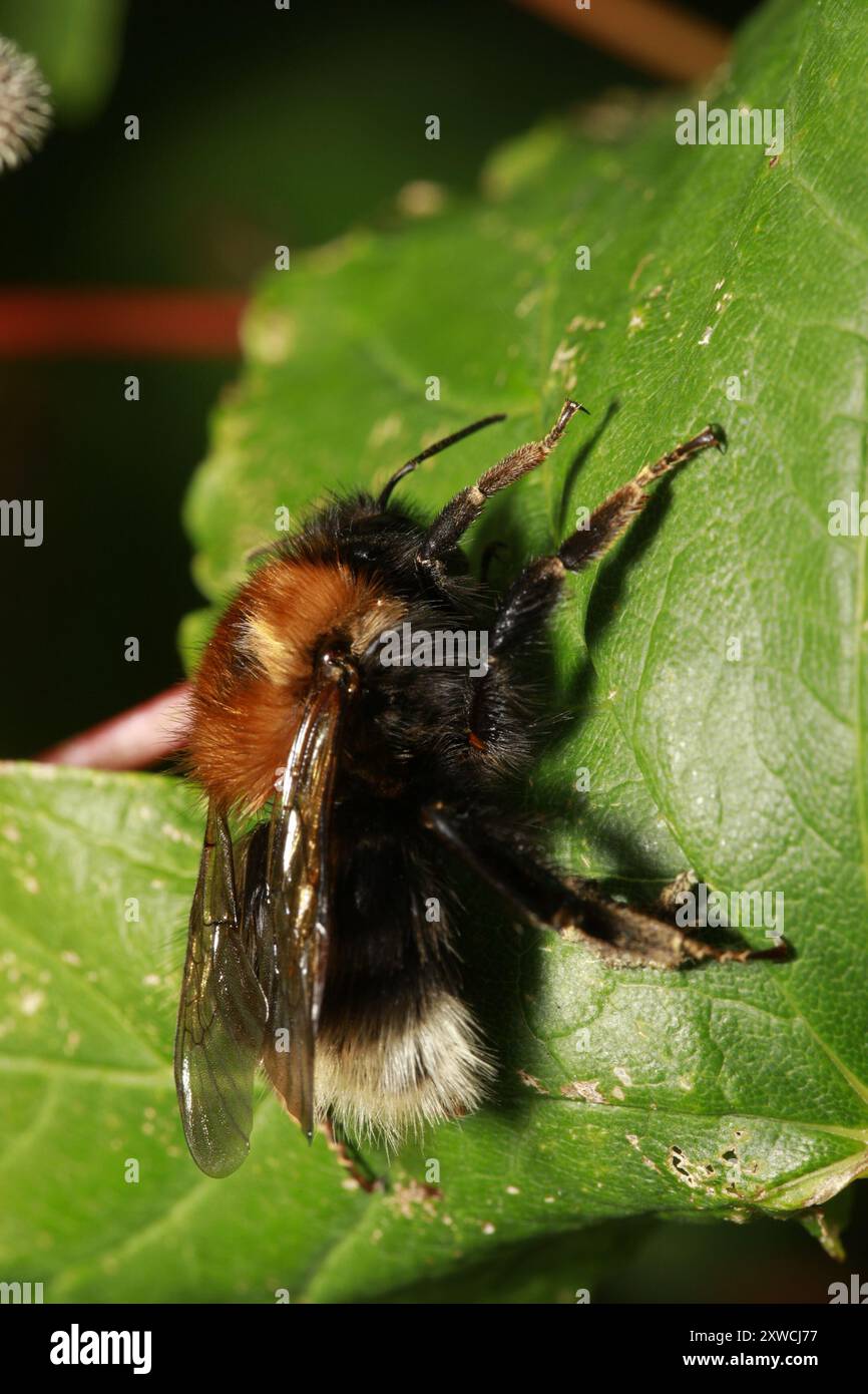 Tree Bumble Bee (Bombus hypnorum) Insecta Stock Photo - Alamy