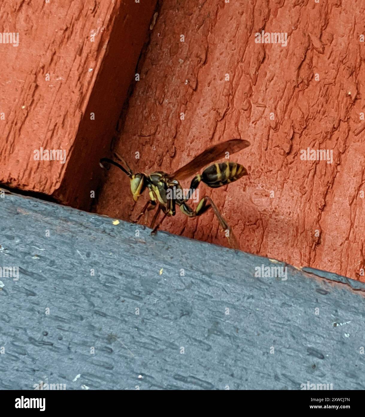 Western Paper Wasp (Mischocyttarus flavitarsis) Insecta Stock Photo - Alamy