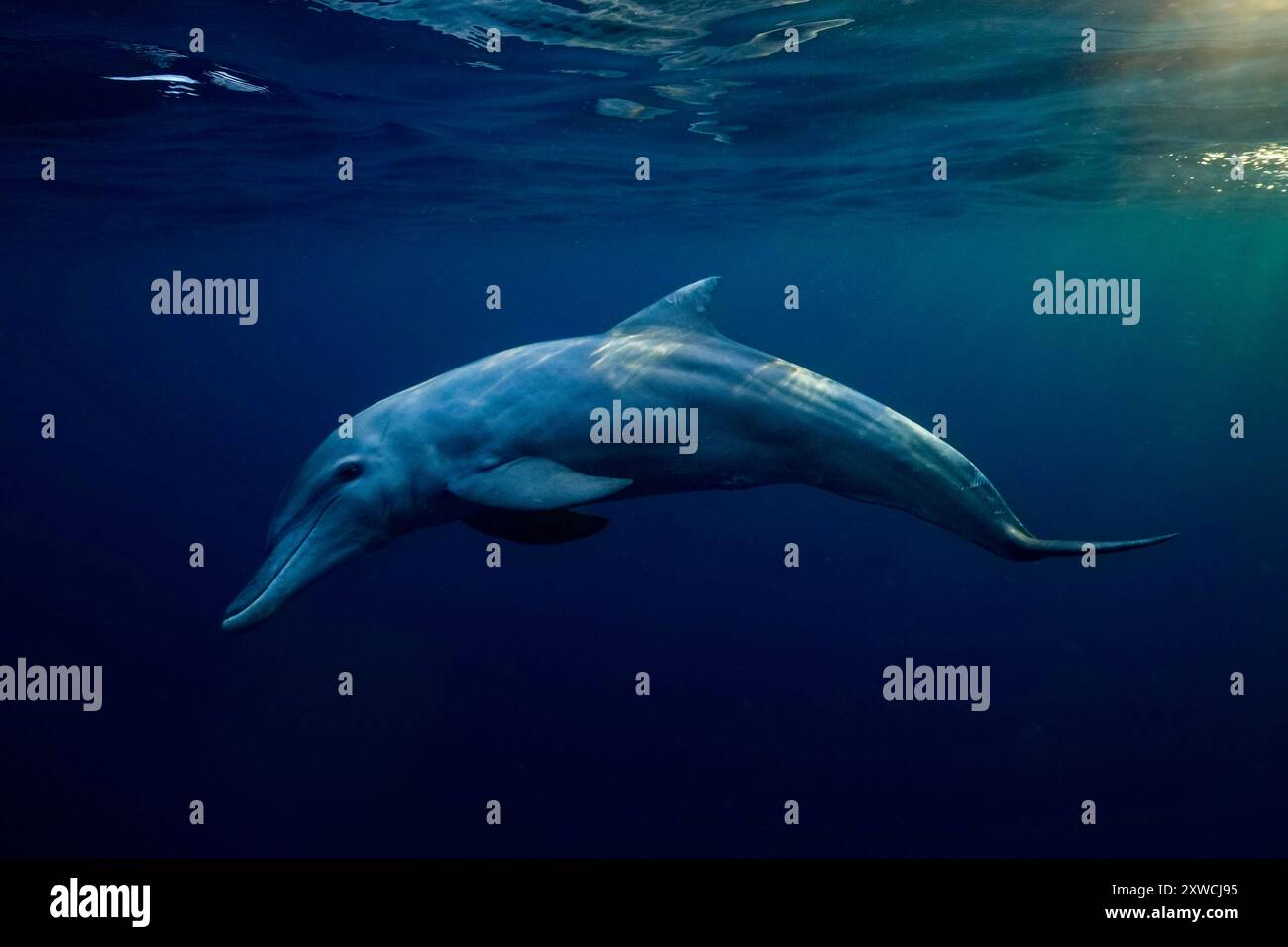 Dolphins swimming inside the barrier reef of Mayotte lagoon Indian ...