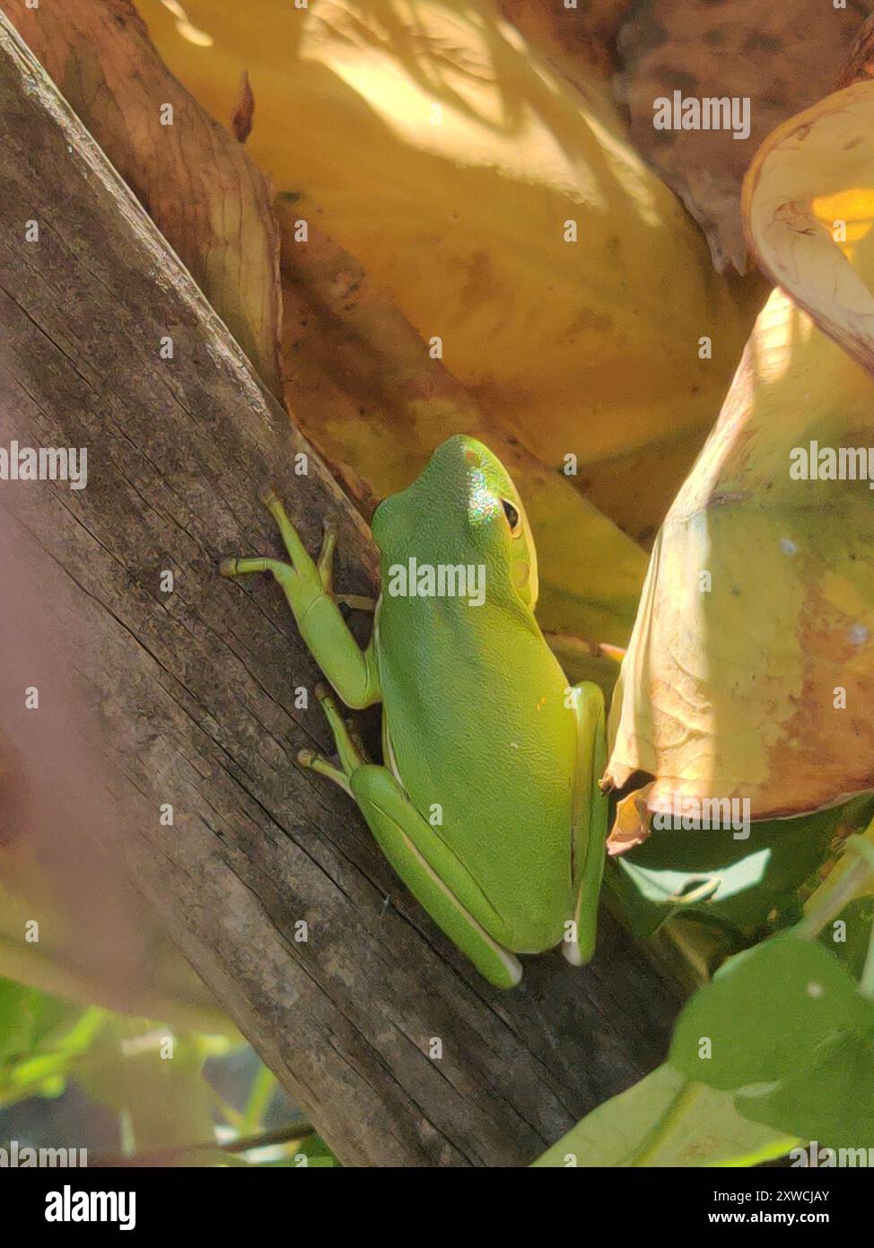Green Treefrog (Hyla cinerea) Amphibia Stock Photo - Alamy