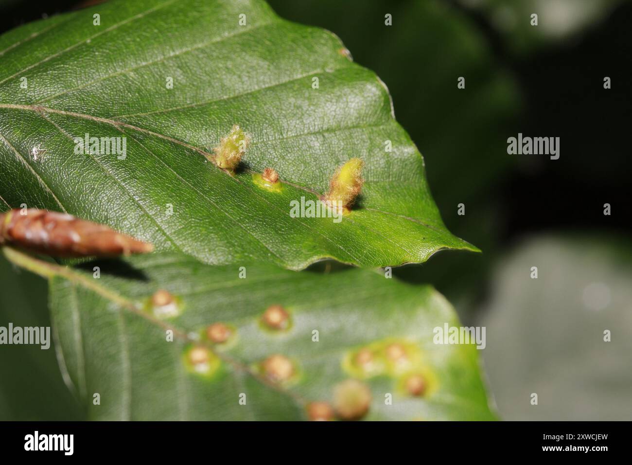 Hairy beech gall hi-res stock photography and images - Alamy