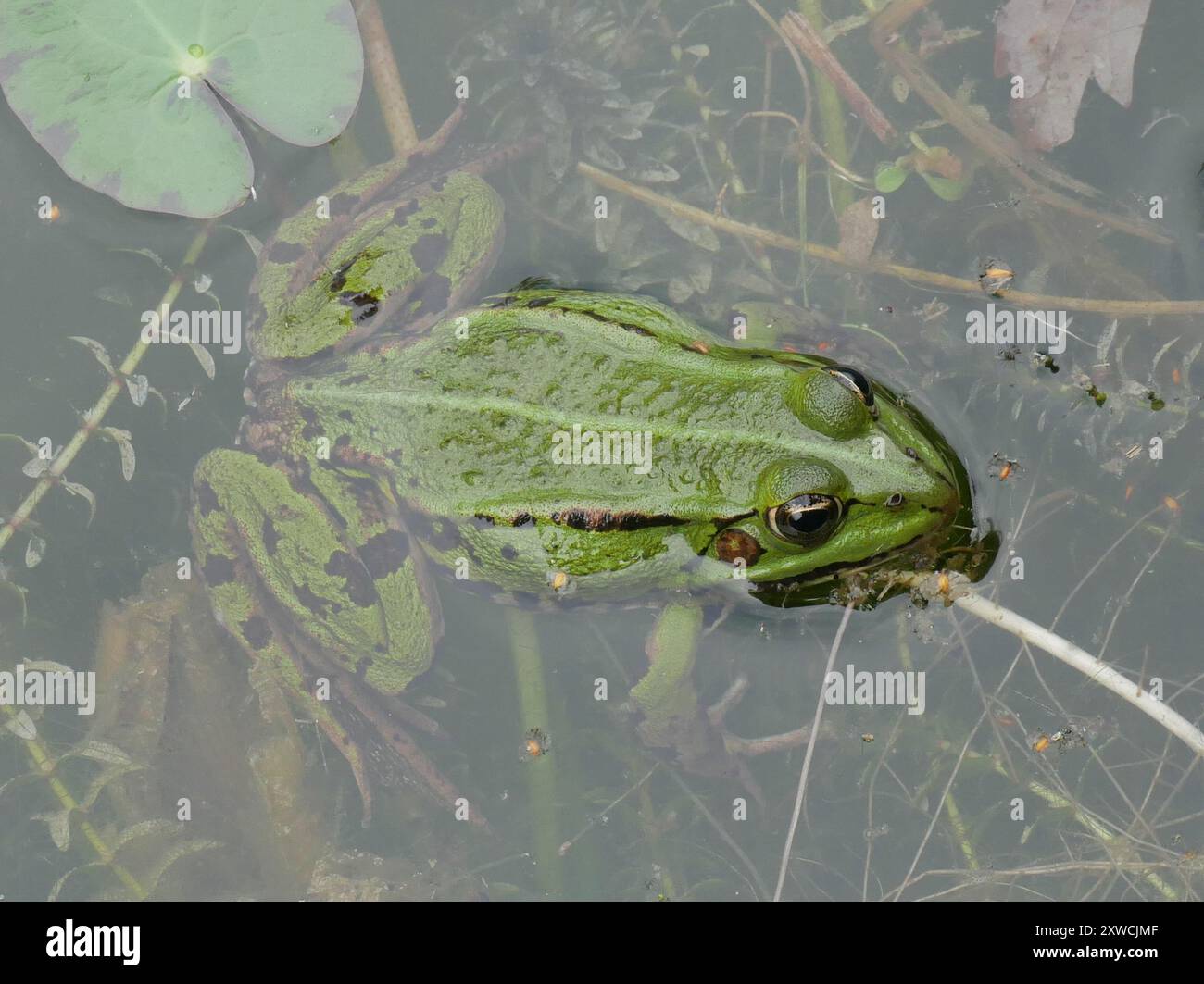 Water Frogs (Pelophylax) Amphibia Stock Photo - Alamy