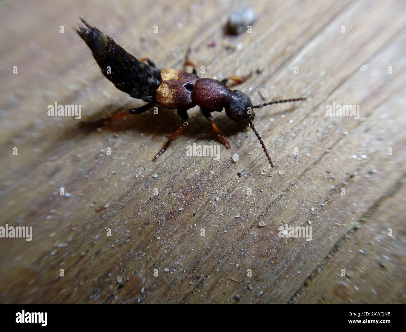 (Dinothenarus fossor) Insecta Stock Photo - Alamy