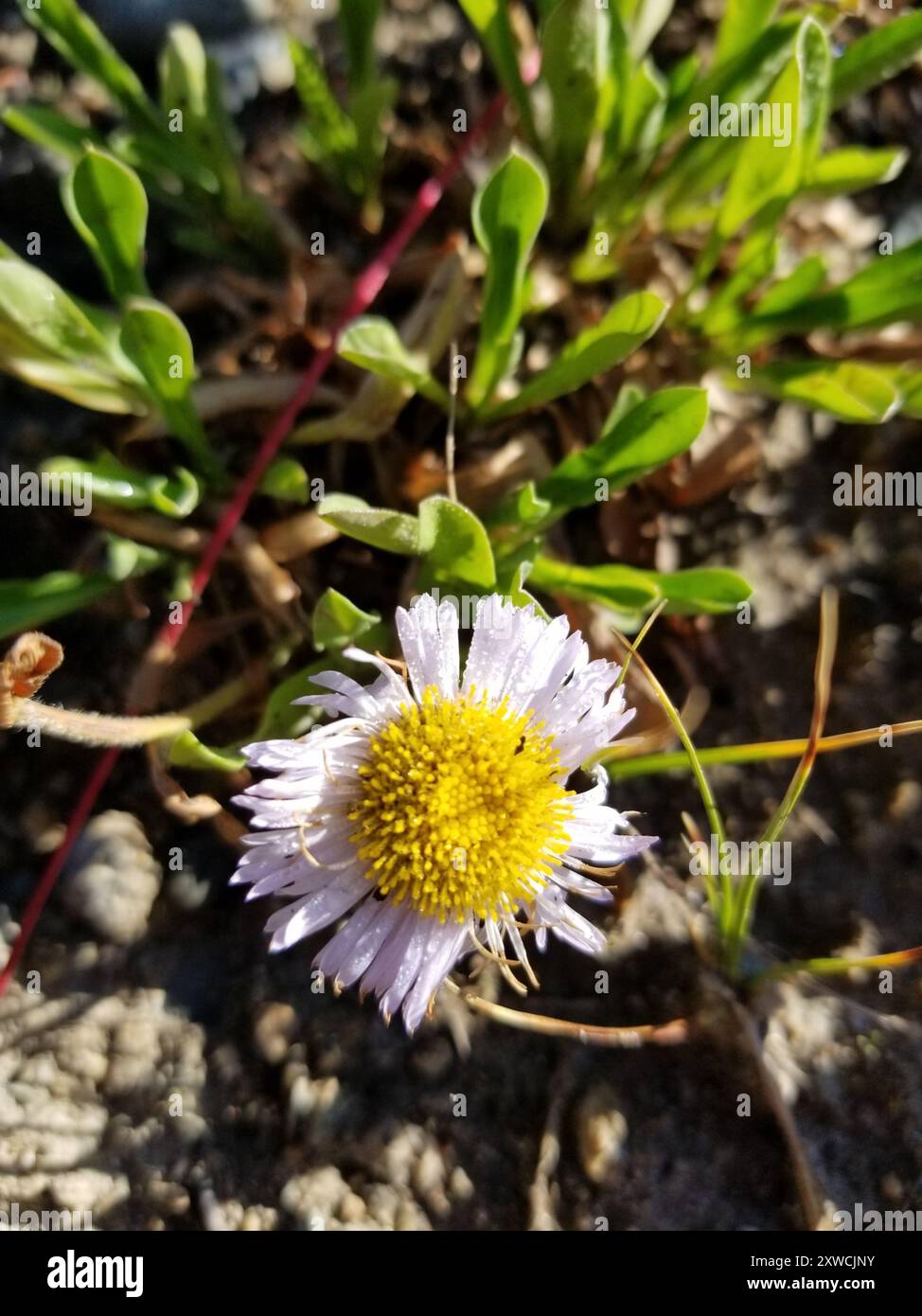 aspen fleabane (Erigeron speciosus) Plantae Stock Photo - Alamy
