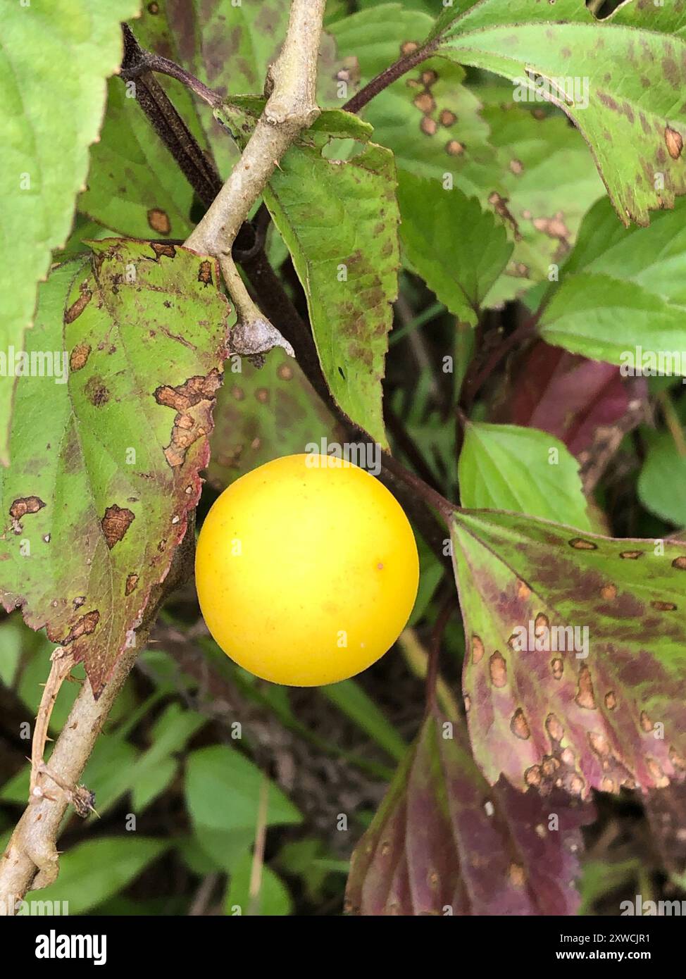 tropical soda-apple (Solanum viarum) Plantae Stock Photo - Alamy