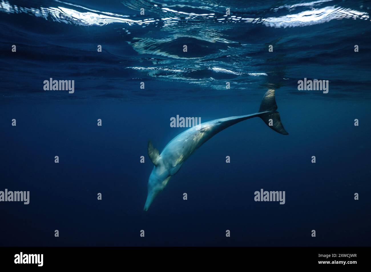 Dolphins swimming inside the barrier reef of Mayotte lagoon Indian ...