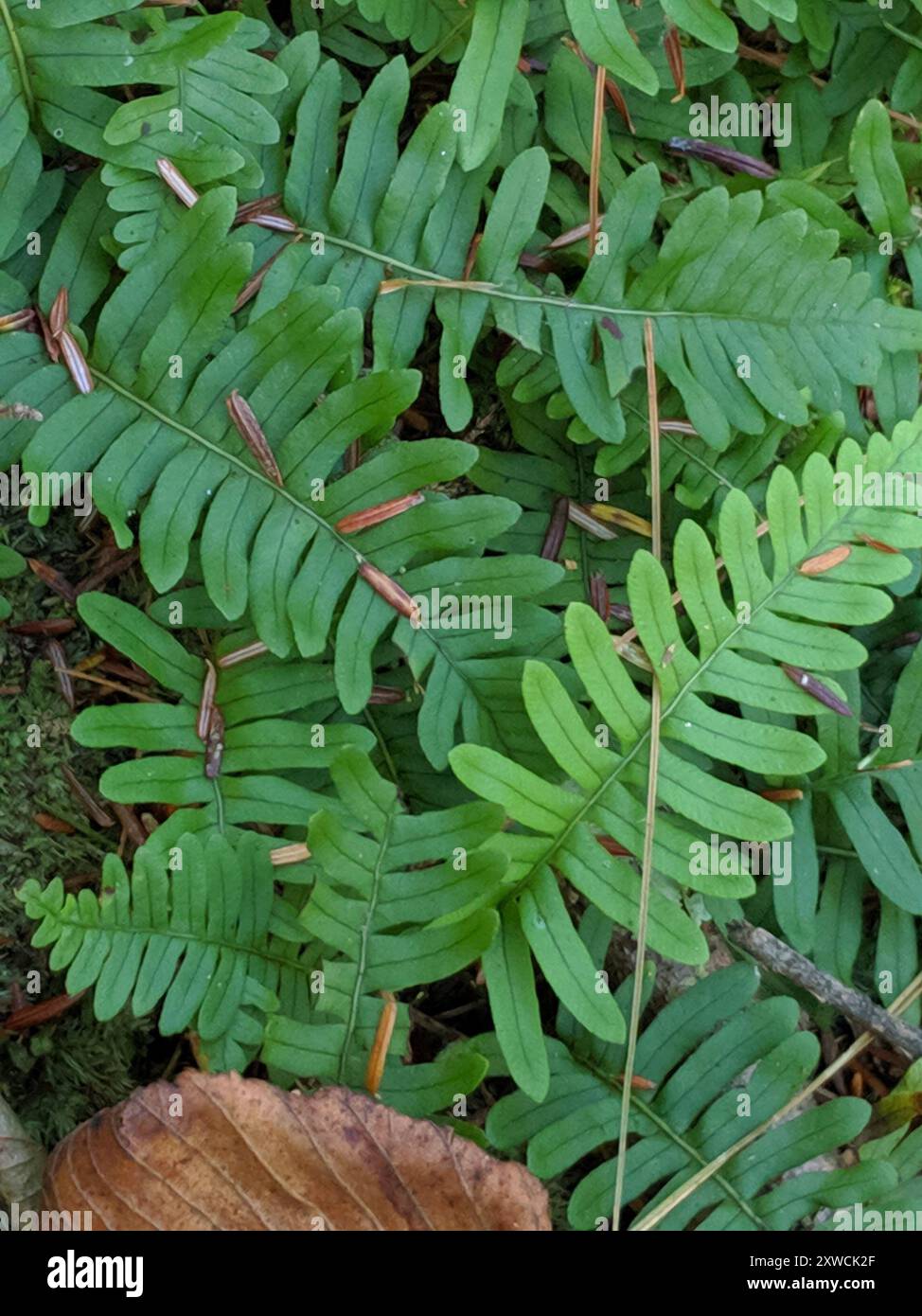 polypody ferns (Polypodium) Plantae Stock Photo - Alamy