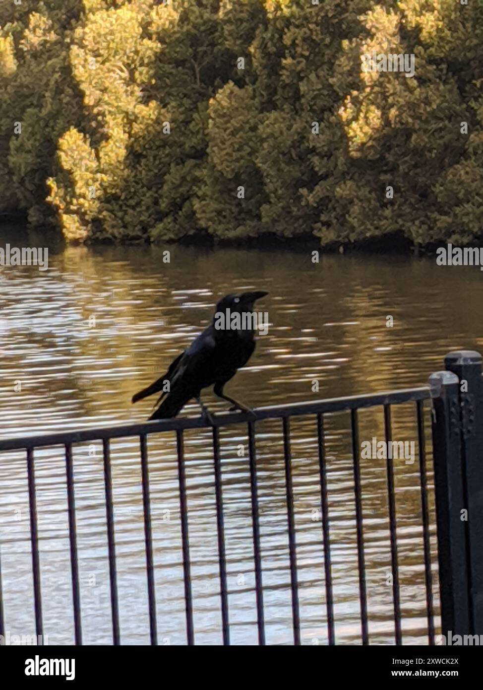 Australian Raven (Corvus coronoides) Aves Stock Photo - Alamy