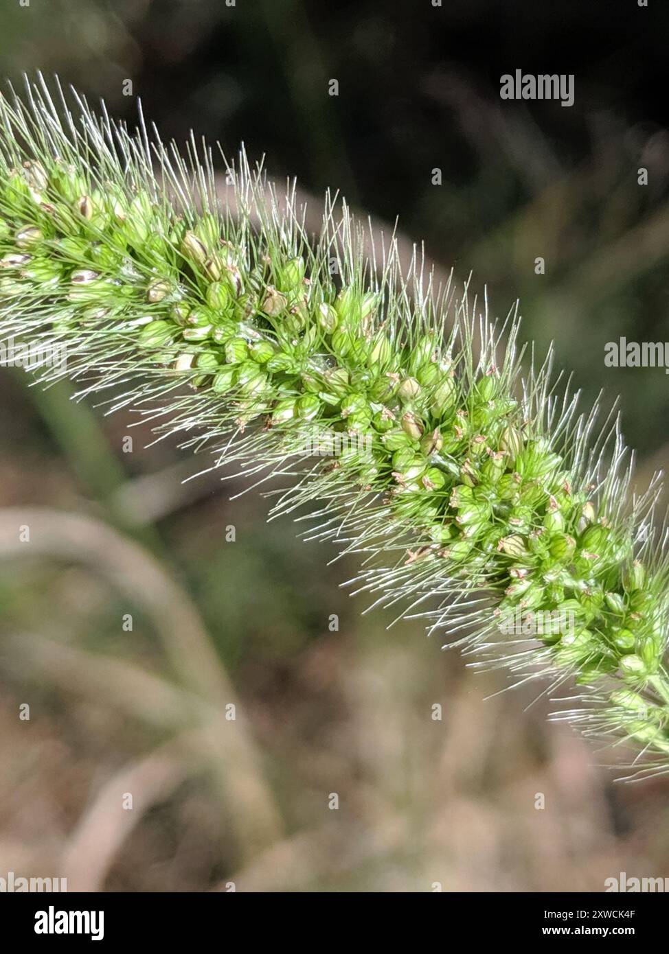 Green Bristle Grass (Setaria viridis) Plantae Stock Photo - Alamy