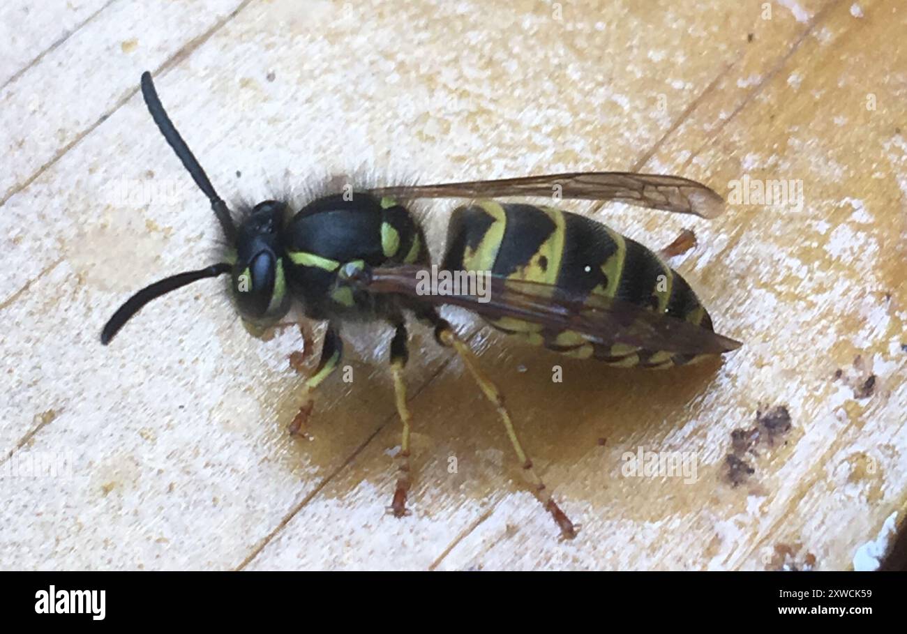 Common European Yellowjacket (Vespula vulgaris) Insecta Stock Photo - Alamy