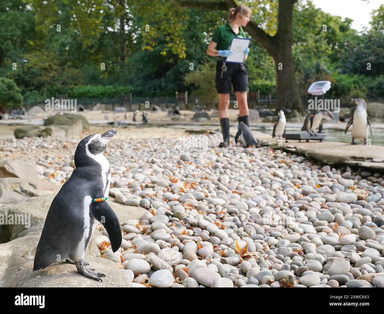 Penguin keeper, Jess Ray weighs Humboldt penguins during the annual ...