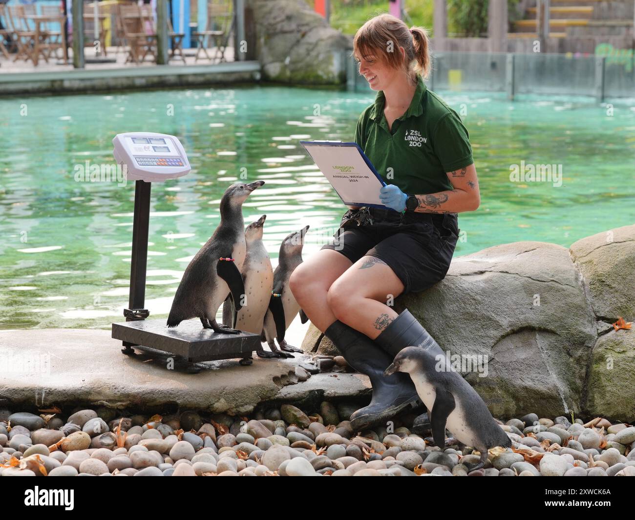 Penguin keeper, Jess Ray weighs Humboldt penguins during the annual ...